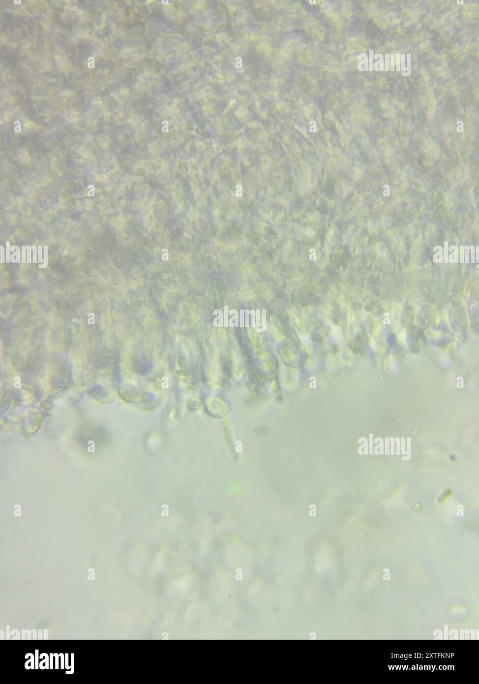 Dripping bonnet hi-res stock photography and images - Alamy