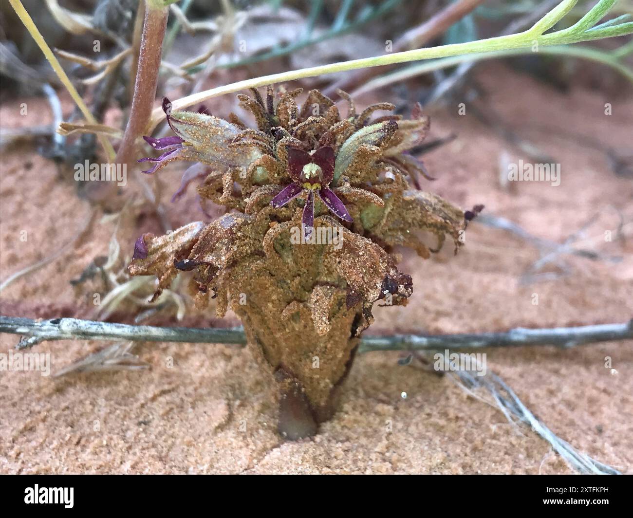 Flat-top Broomrape (Aphyllon corymbosum) Plantae Stock Photo - Alamy