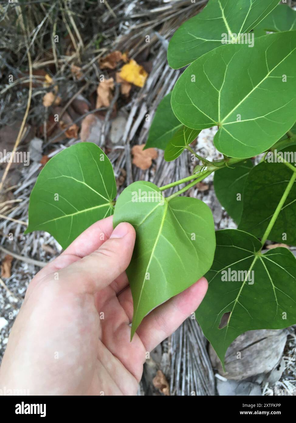 Portia tree (Thespesia populnea) Plantae Stock Photo - Alamy