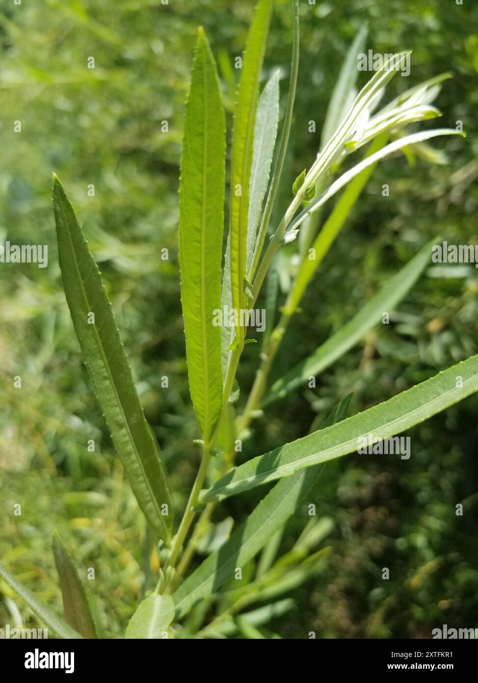 Narrowleaf Willow (Salix exigua) Plantae Stock Photo - Alamy