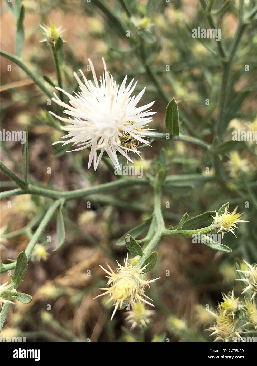 diffuse knapweed (Centaurea diffusa) Plantae Stock Photo - Alamy