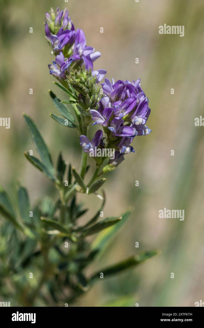 Alfalfa (Medicago sativa) Plantae Stock Photo - Alamy