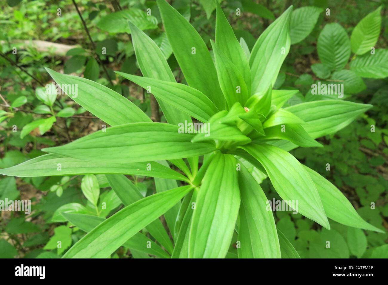 Michigan lily (Lilium michiganense) Plantae Stock Photo - Alamy