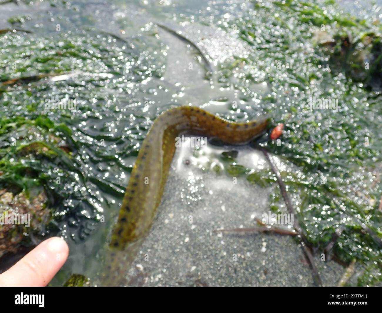 Penpoint Gunnel (Apodichthys flavidus) Actinopterygii Stock Photo - Alamy