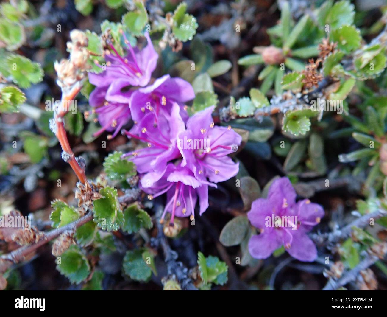 Lapland azalea hi-res stock photography and images - Alamy