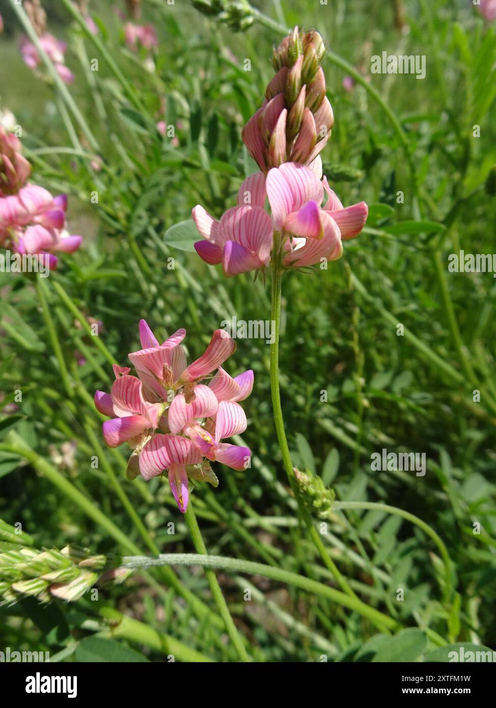 Sainfoin (Onobrychis viciifolia) Plantae Stock Photo - Alamy