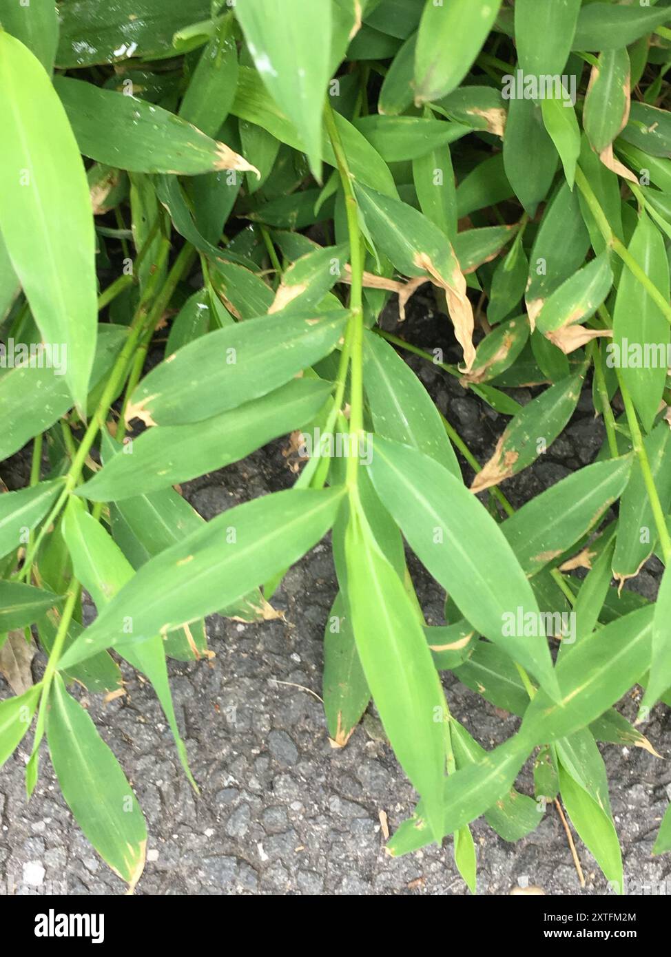 Japanese stiltgrass (Microstegium vimineum) Plantae Stock Photo - Alamy