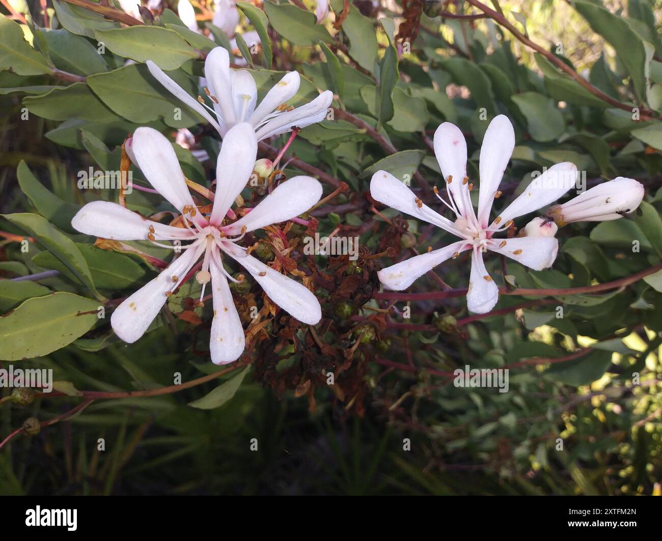 Tarflower (Bejaria racemosa) Plantae Stock Photo - Alamy