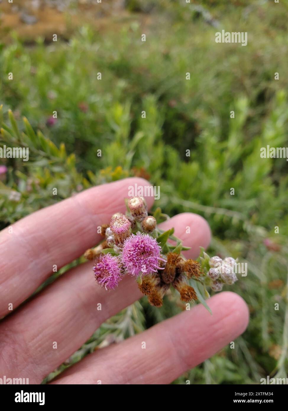 arrowweed (Pluchea sericea) Plantae Stock Photo - Alamy