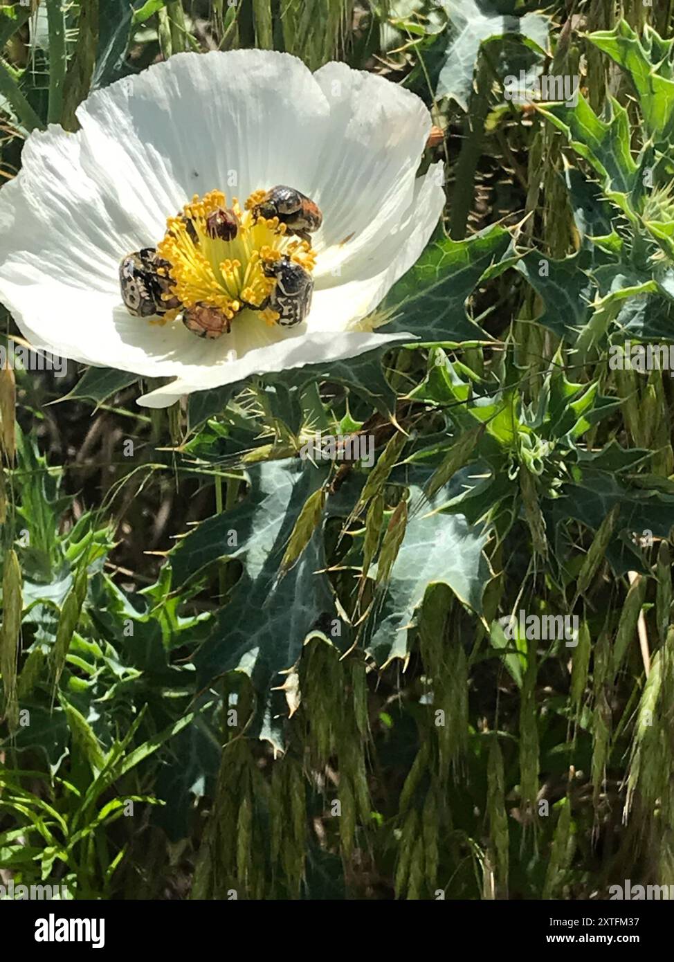 prickly poppies (Argemone) Plantae Stock Photo - Alamy