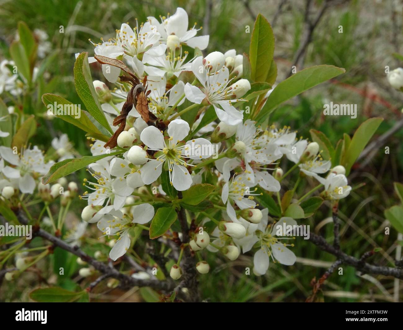 sand cherry (Prunus pumila) Plantae Stock Photo - Alamy