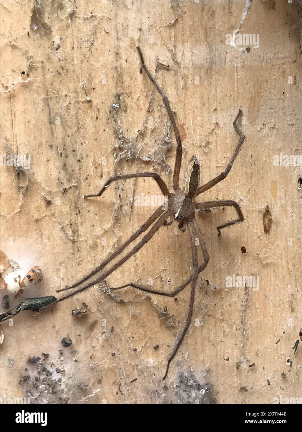 American Nursery Web Spider (Pisaurina mira) Arachnida Stock Photo - Alamy