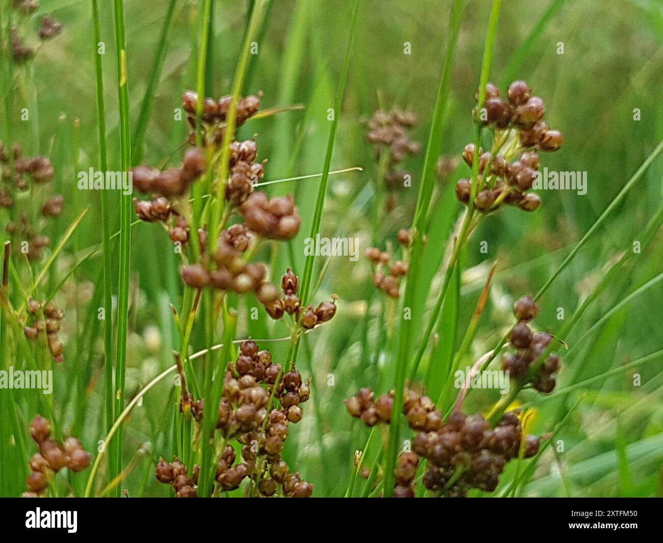 Flattened Rush (Juncus compressus) Plantae Stock Photo - Alamy