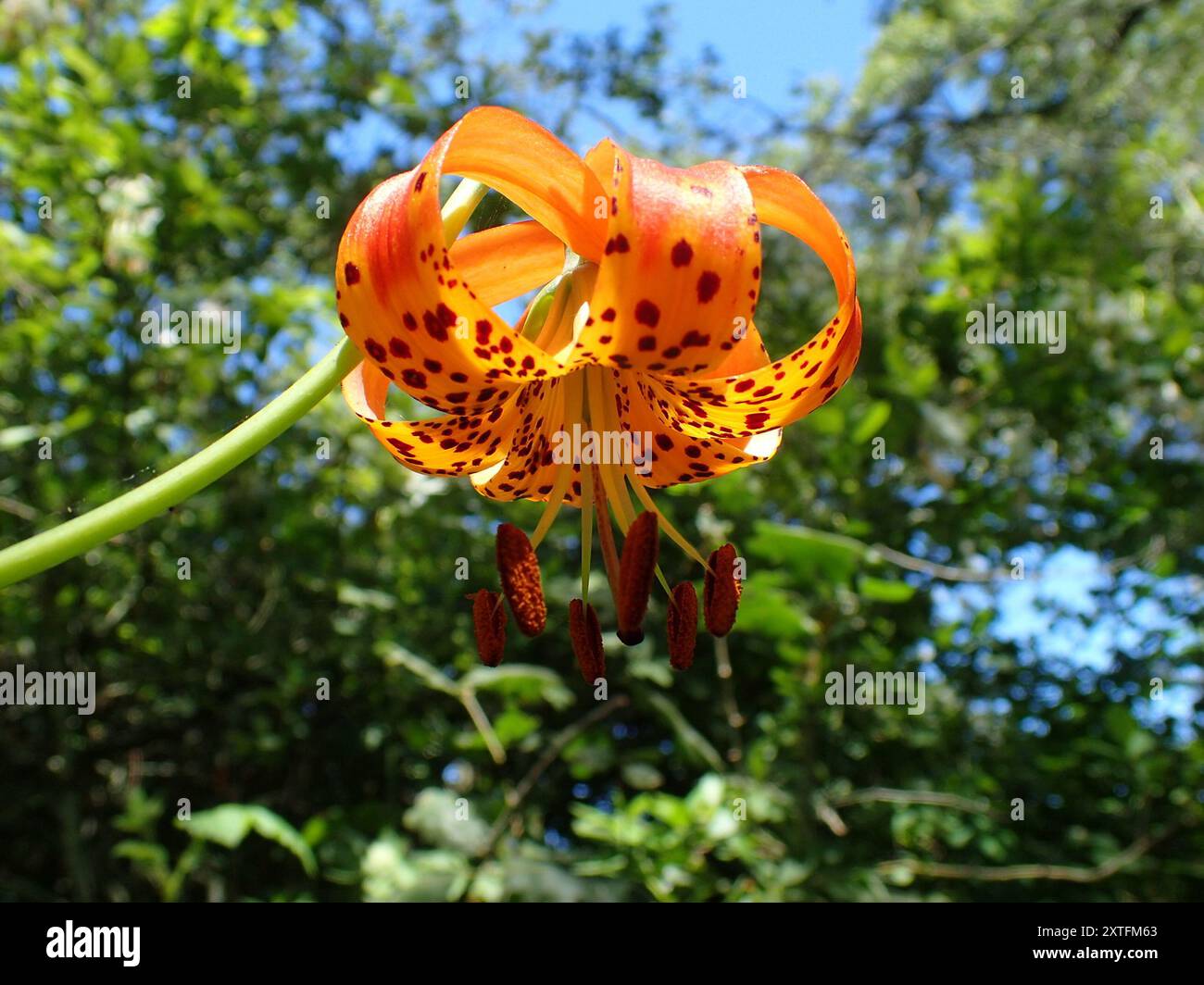 pitkin marsh lily (Lilium pardalinum pitkinense) Plantae Stock Photo ...