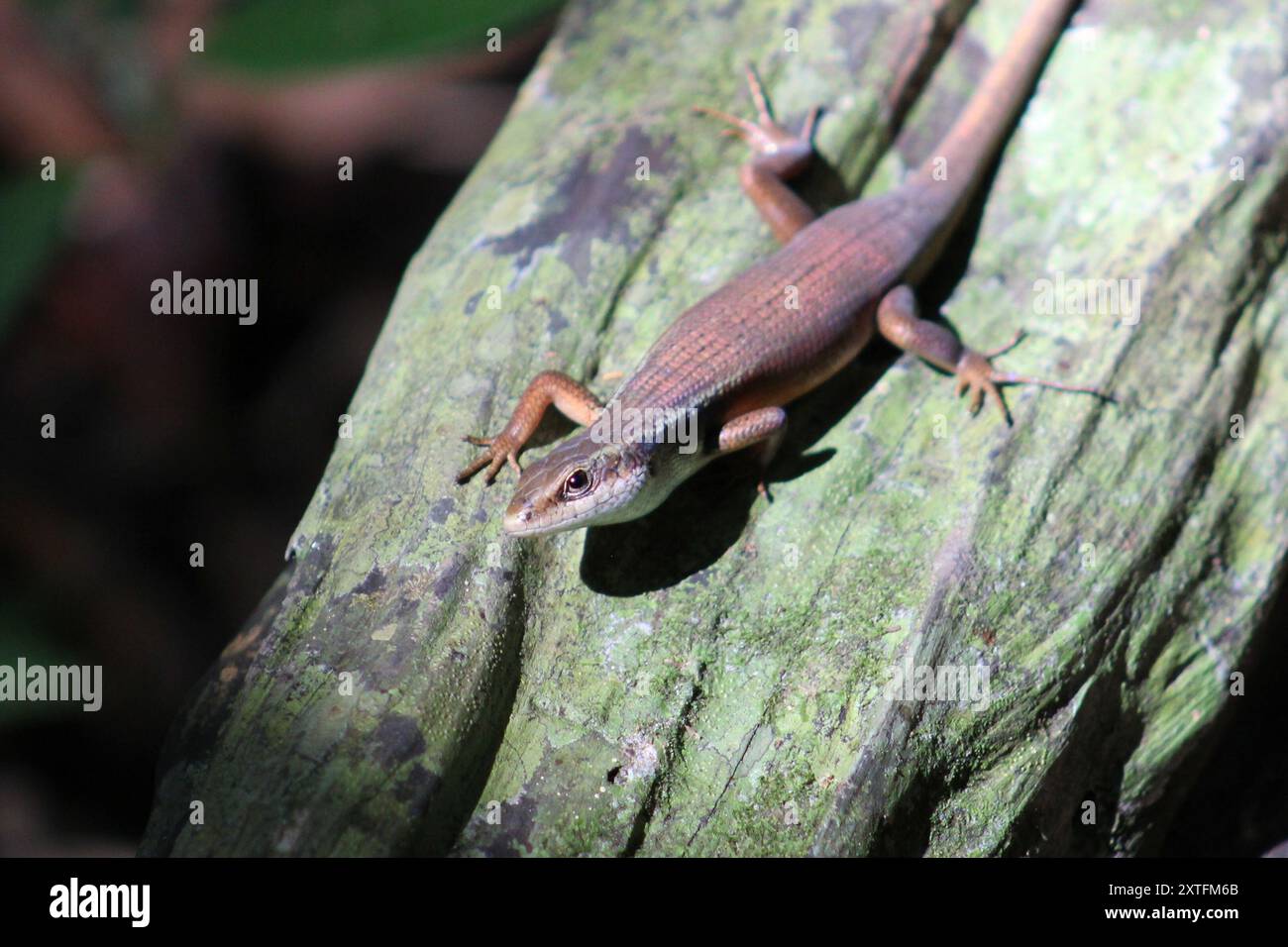 Closed-litter Rainbow Skink (Carlia longipes) Reptilia Stock Photo - Alamy