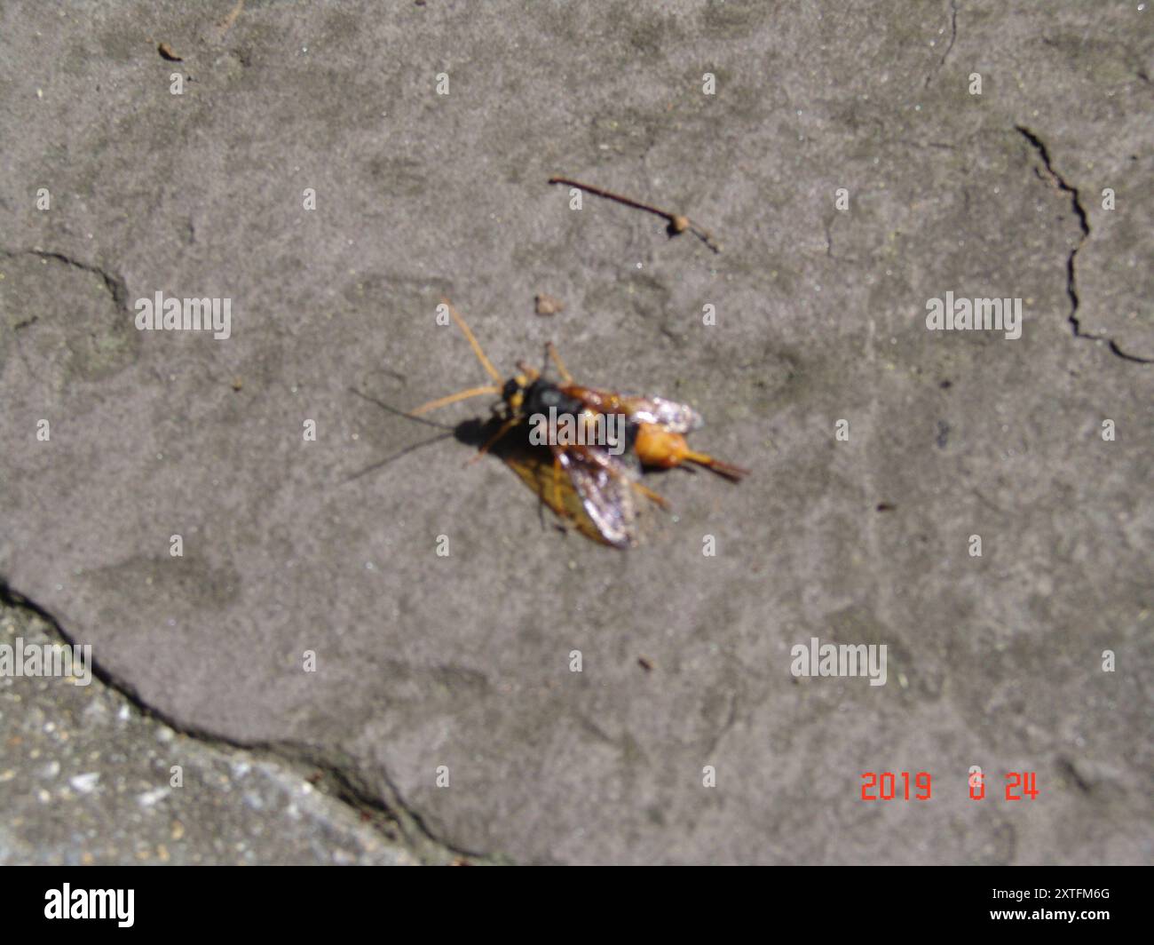 Giant Woodwasp (Urocerus gigas) Insecta Stock Photo - Alamy