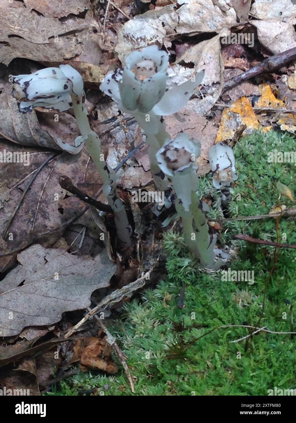 Ghost Pipe (Monotropa uniflora) Plantae Stock Photo - Alamy