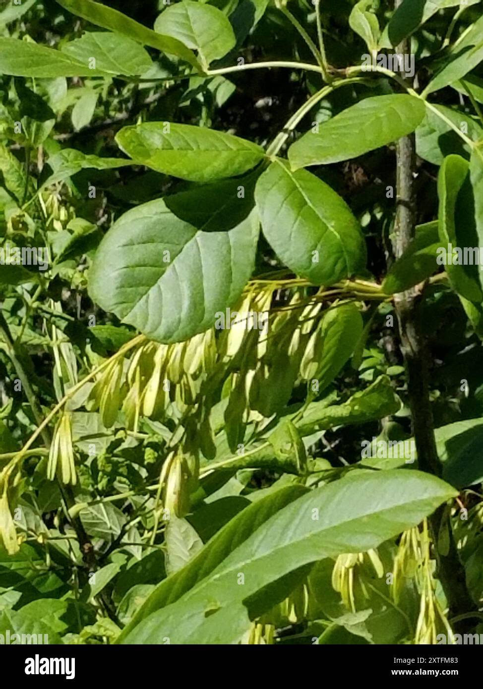 Oregon Ash (Fraxinus latifolia) Plantae Stock Photo - Alamy