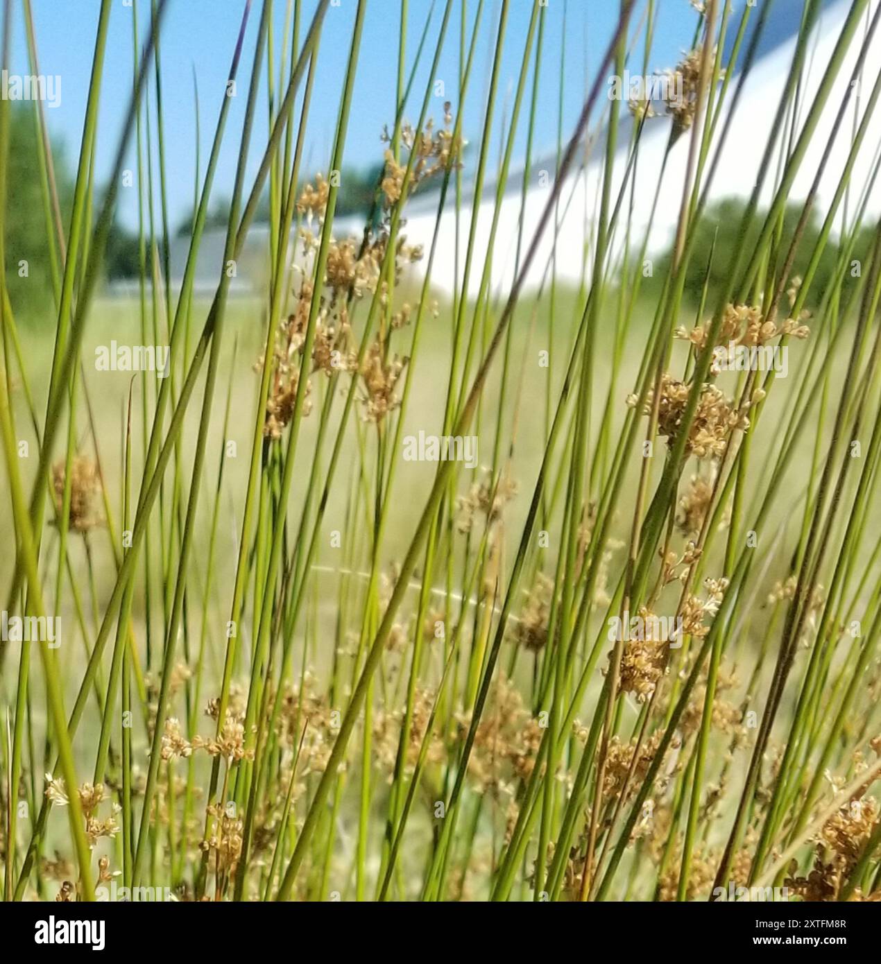 Soft Rush (Juncus effusus) Plantae Stock Photo - Alamy