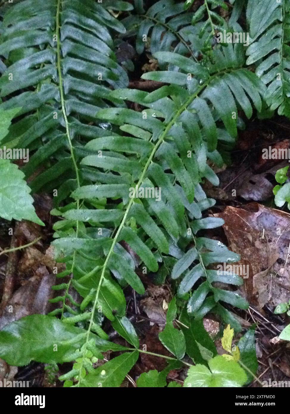 Christmas fern (Polystichum acrostichoides) Plantae Stock Photo - Alamy