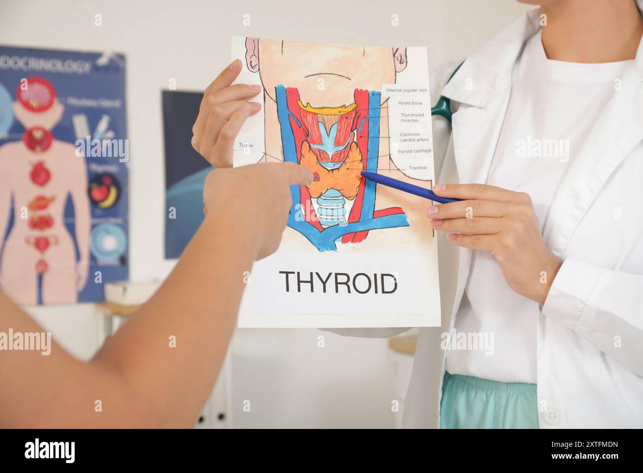 Female endocrinologist showing structure of thyroid gland to mature ...
