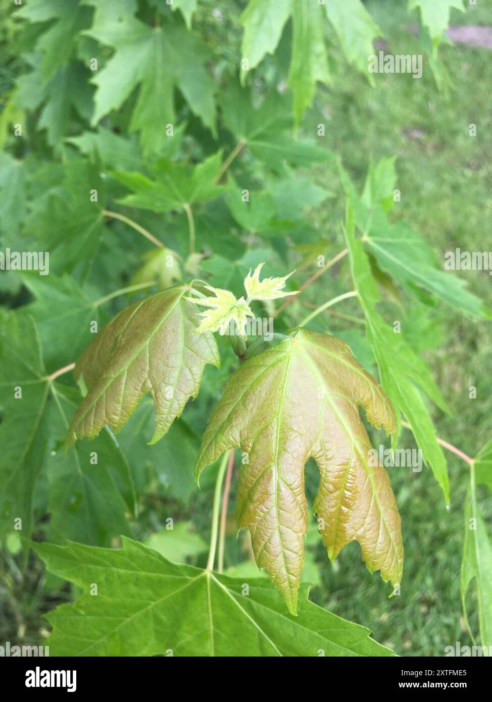 silver maple (Acer saccharinum) Plantae Stock Photo - Alamy