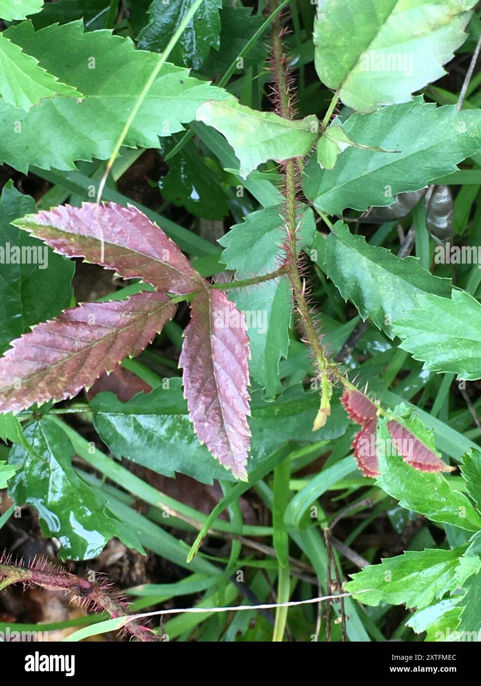 southern dewberry (Rubus trivialis) Plantae Stock Photo - Alamy