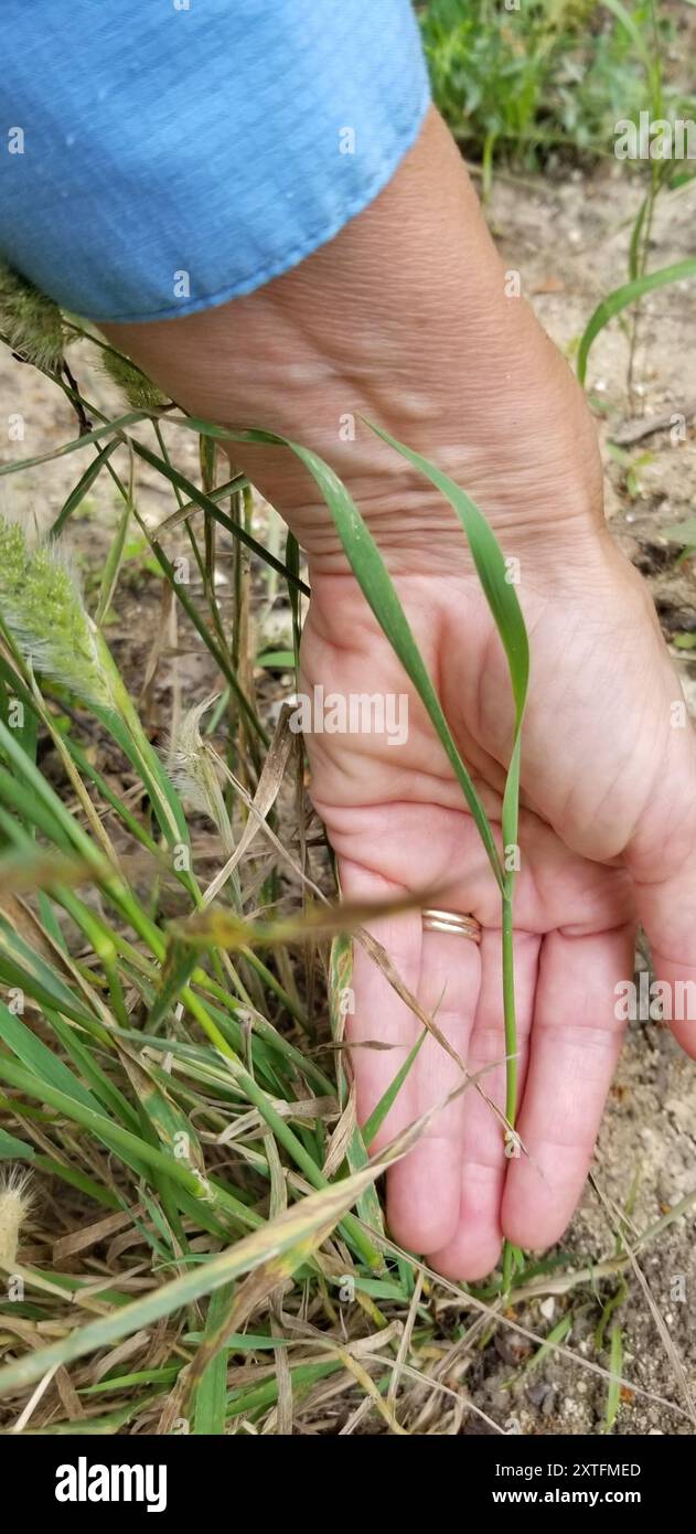 rabbitfoot grass (Polypogon monspeliensis) Plantae Stock Photo - Alamy
