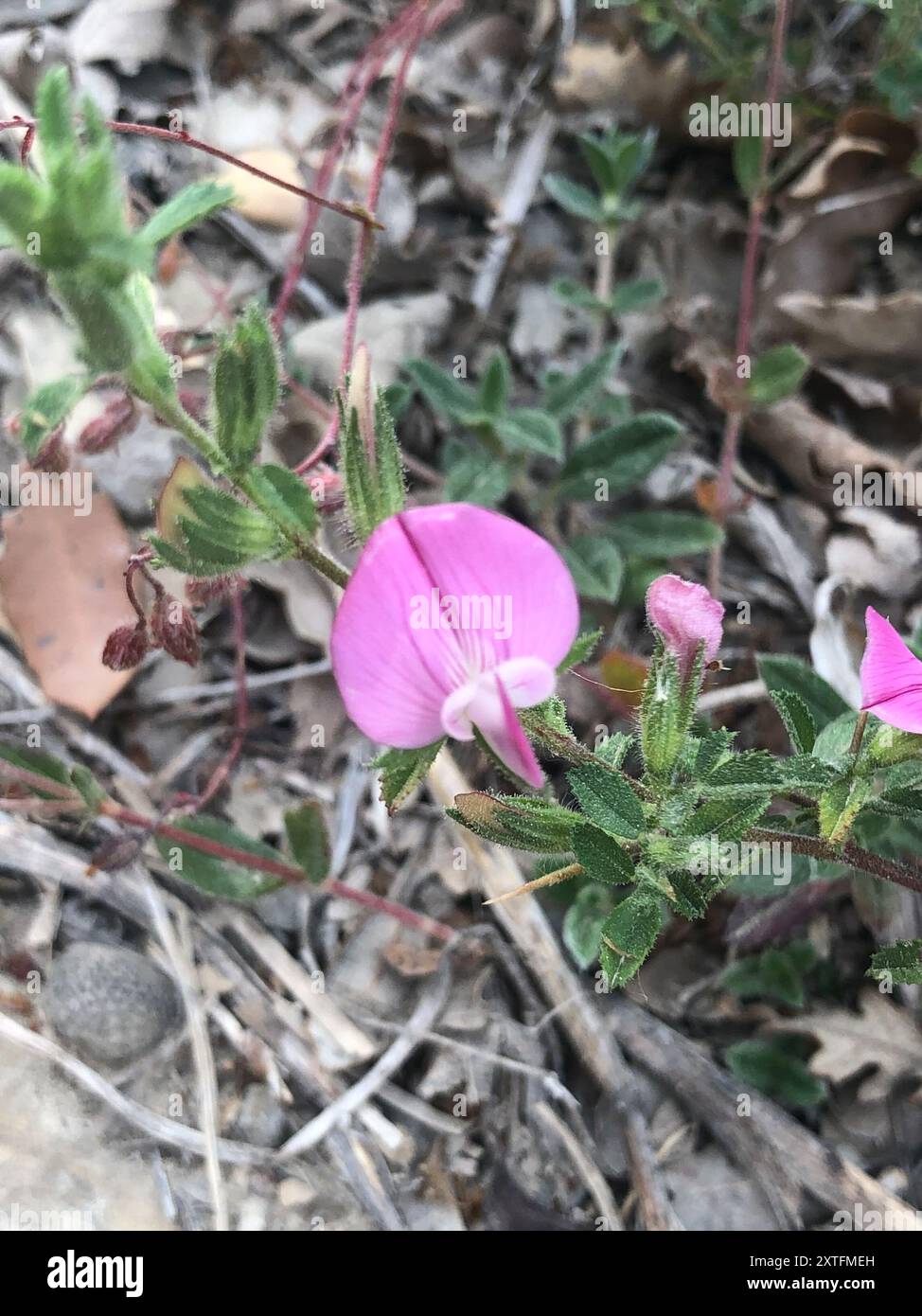 Spiny restharrow (Ononis spinosa) Plantae Stock Photo - Alamy