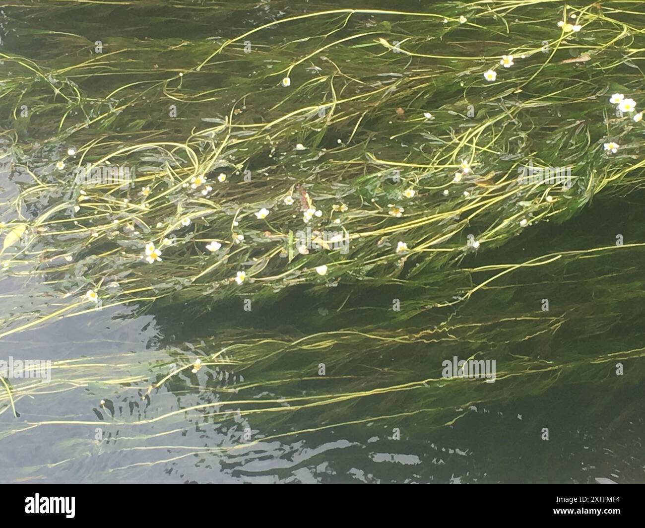 common water-crowfoot (Ranunculus aquatilis) Plantae Stock Photo - Alamy