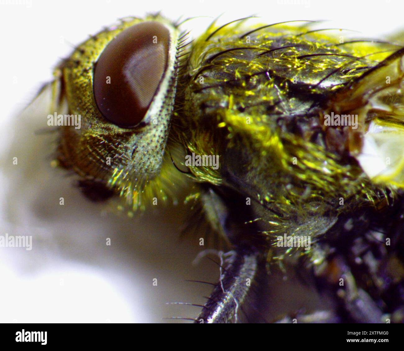 Common Cluster Fly (Pollenia rudis) Insecta Stock Photo - Alamy