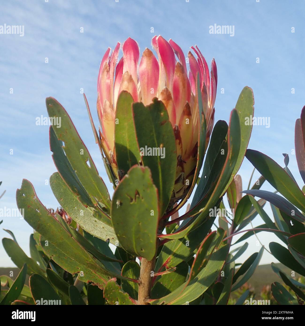 Limestone Sugarbush (Protea obtusifolia) Plantae Stock Photo - Alamy