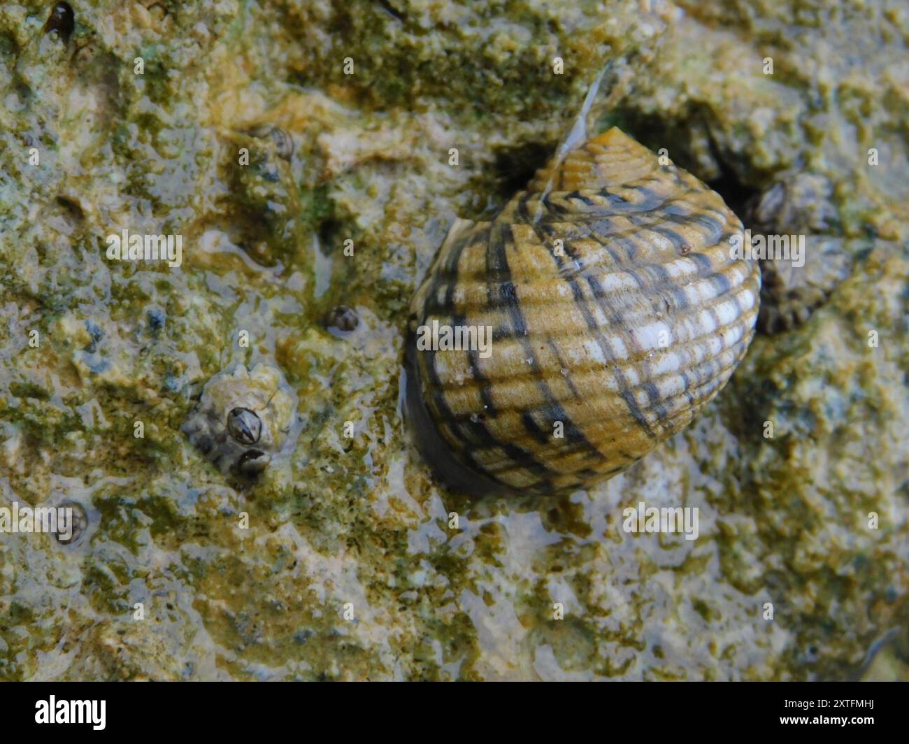Four-toothed Nerite (Nerita versicolor) Mollusca Stock Photo - Alamy