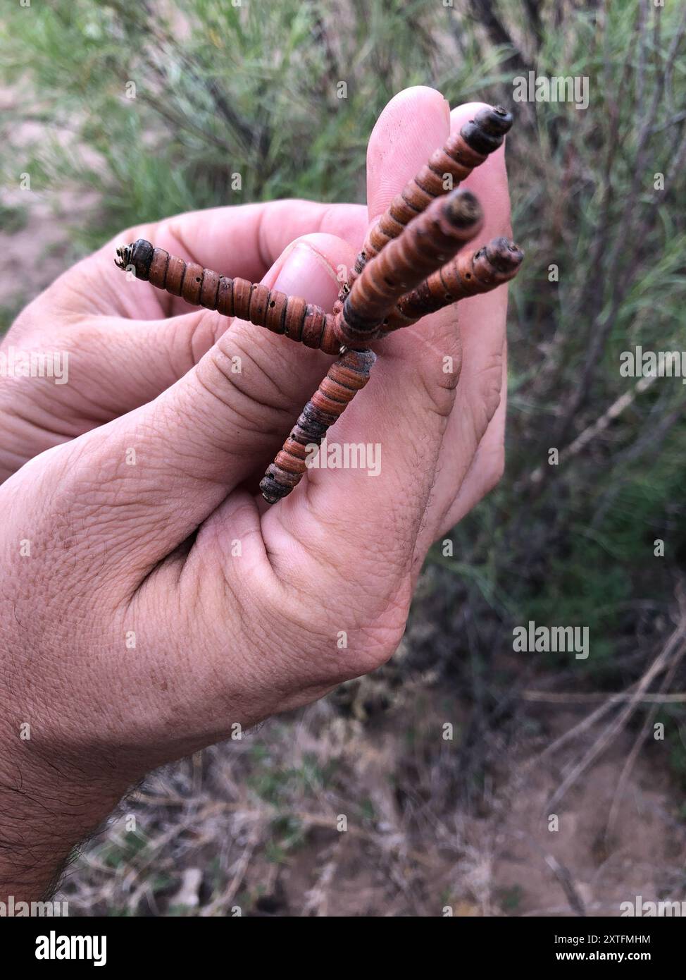 screwbean (Strombocarpa pubescens) Plantae Stock Photo - Alamy
