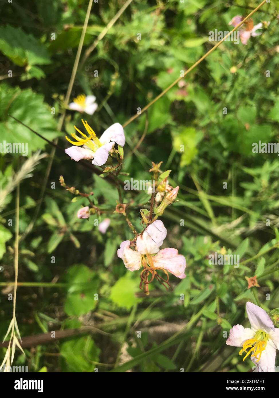 Maryland meadowbeauty (Rhexia mariana) Plantae Stock Photo - Alamy