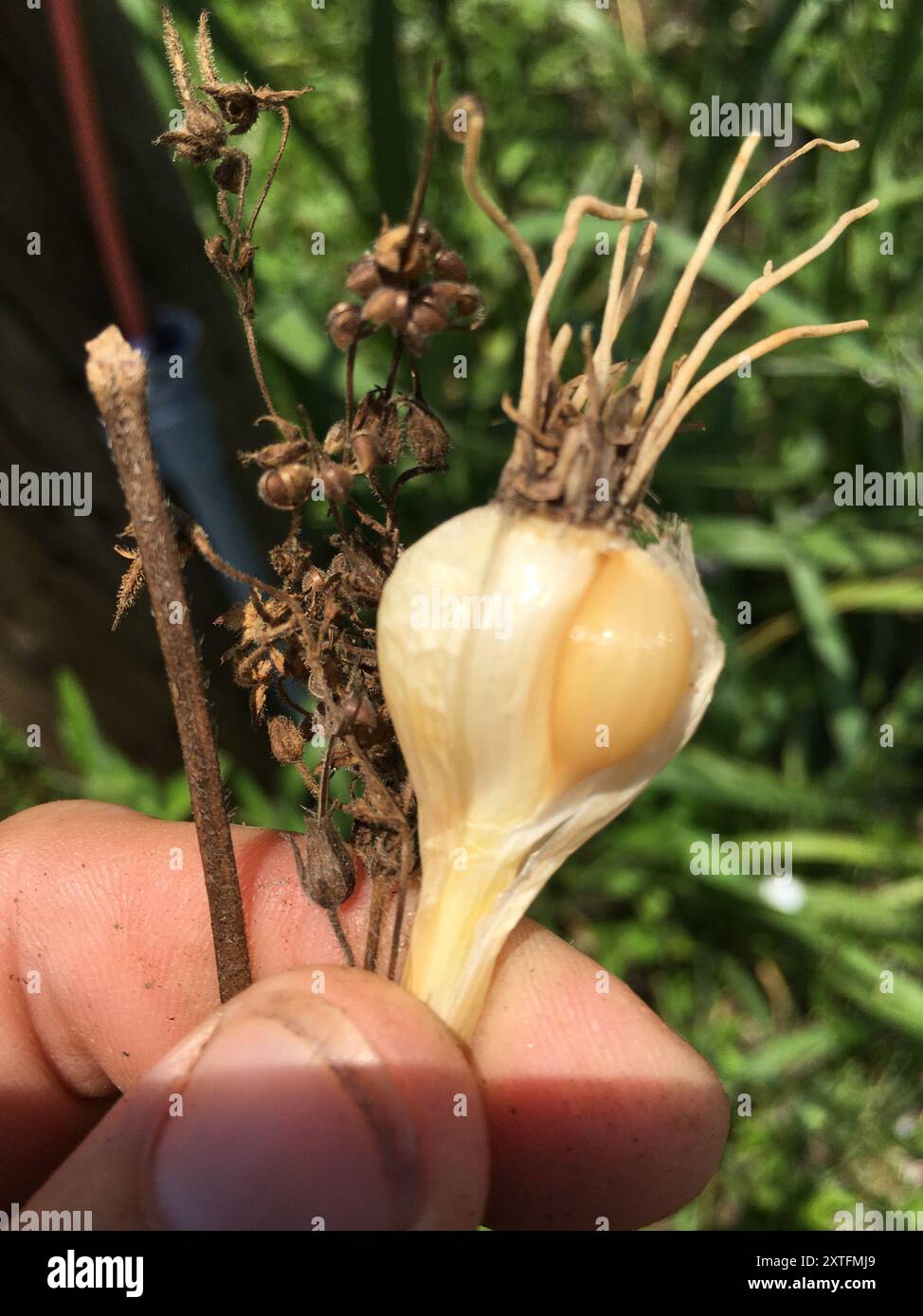 wild garlic (Allium vineale) Plantae Stock Photo - Alamy