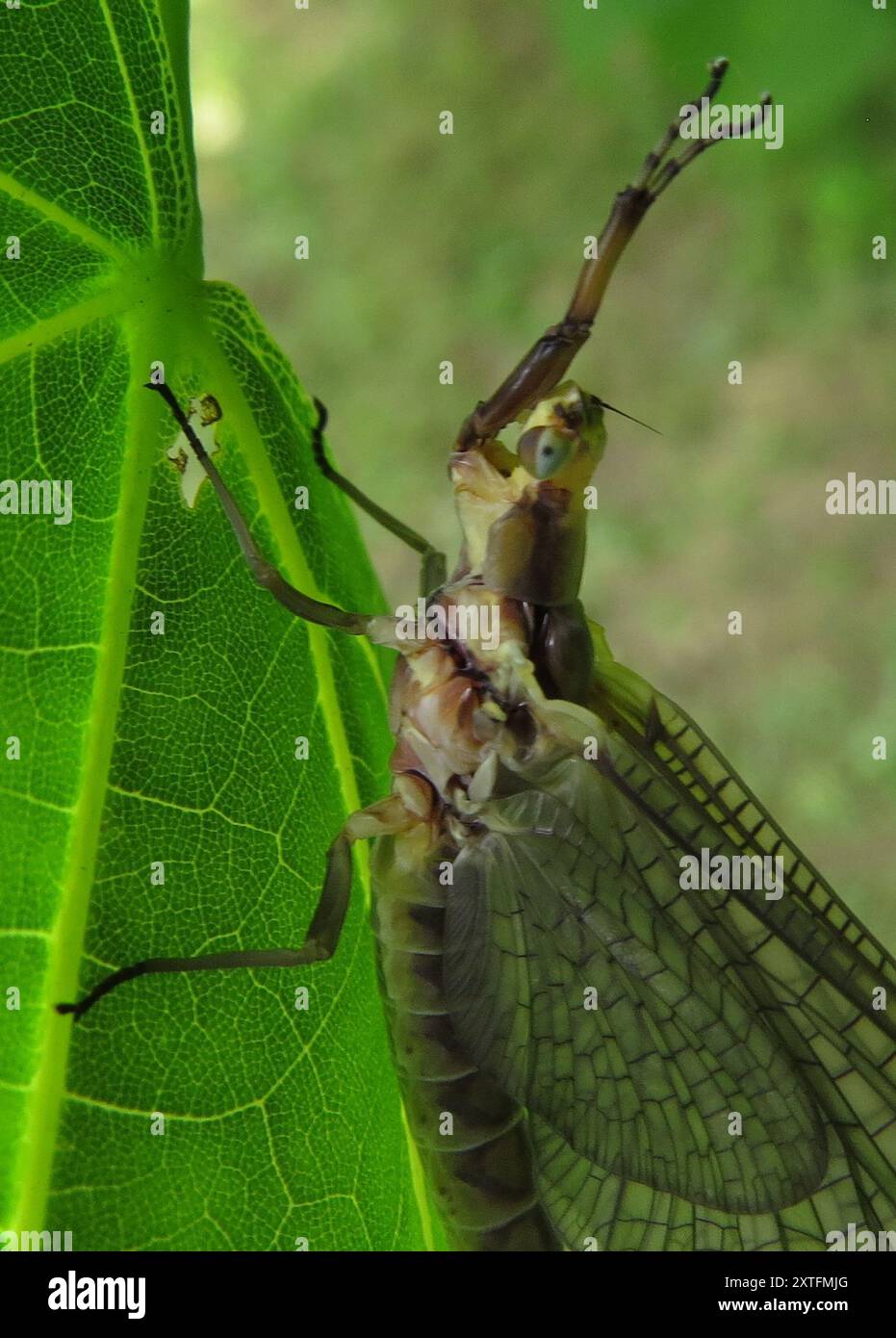 Giant Mayfly (Hexagenia limbata) Insecta Stock Photo - Alamy