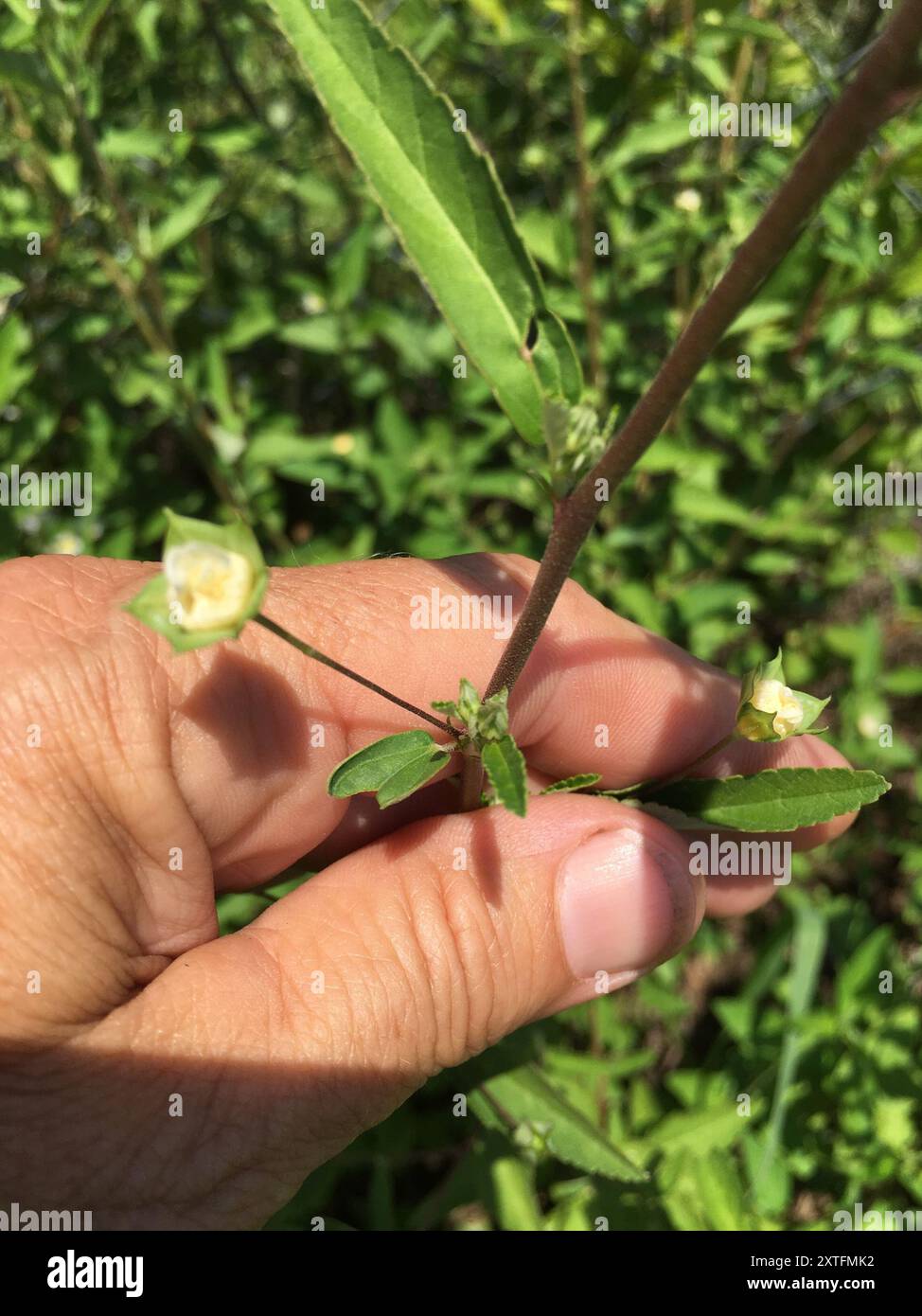 Cuban jute (Sida rhombifolia) Plantae Stock Photo - Alamy