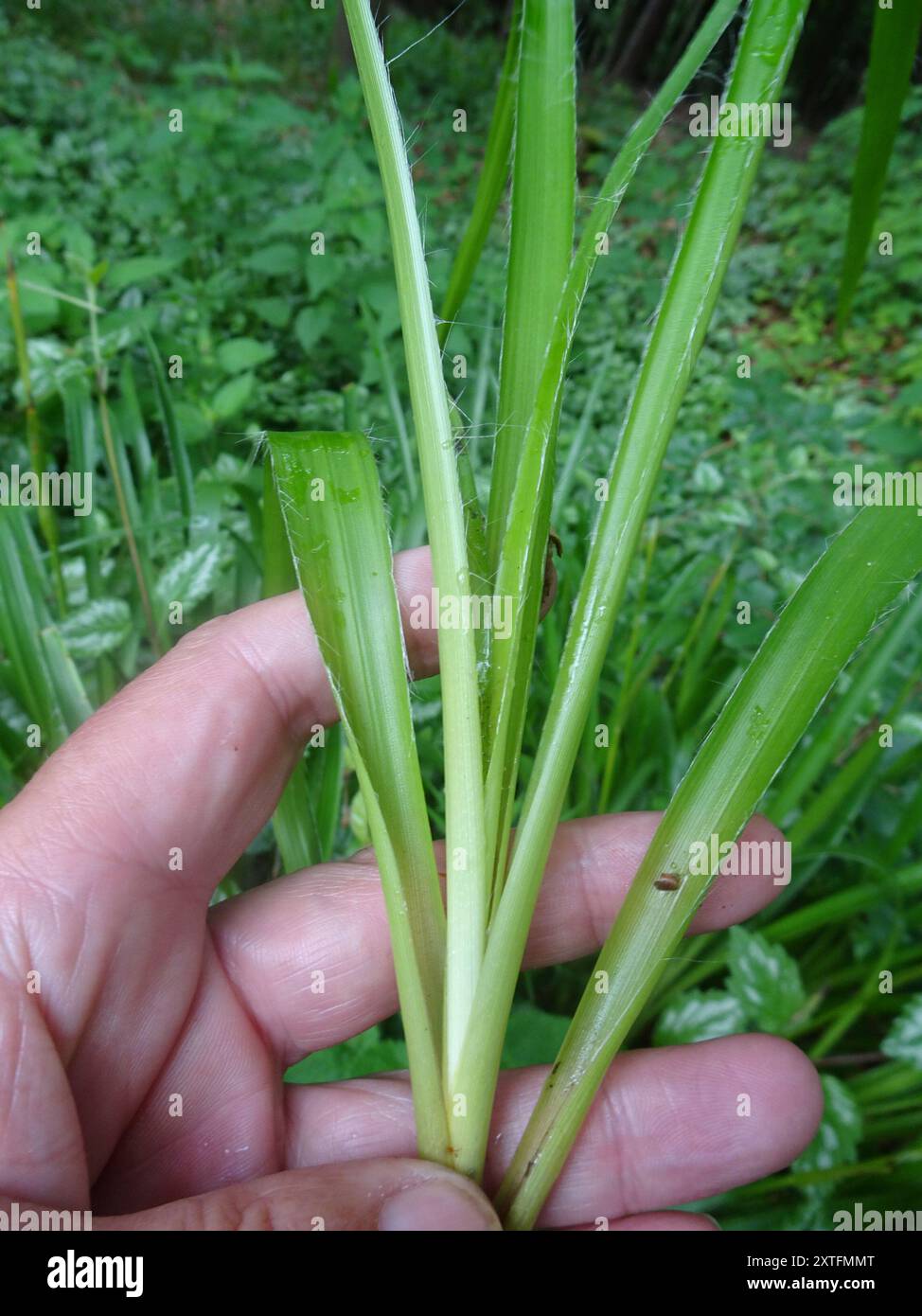 Great Woodrush (Luzula sylvatica) Plantae Stock Photo - Alamy