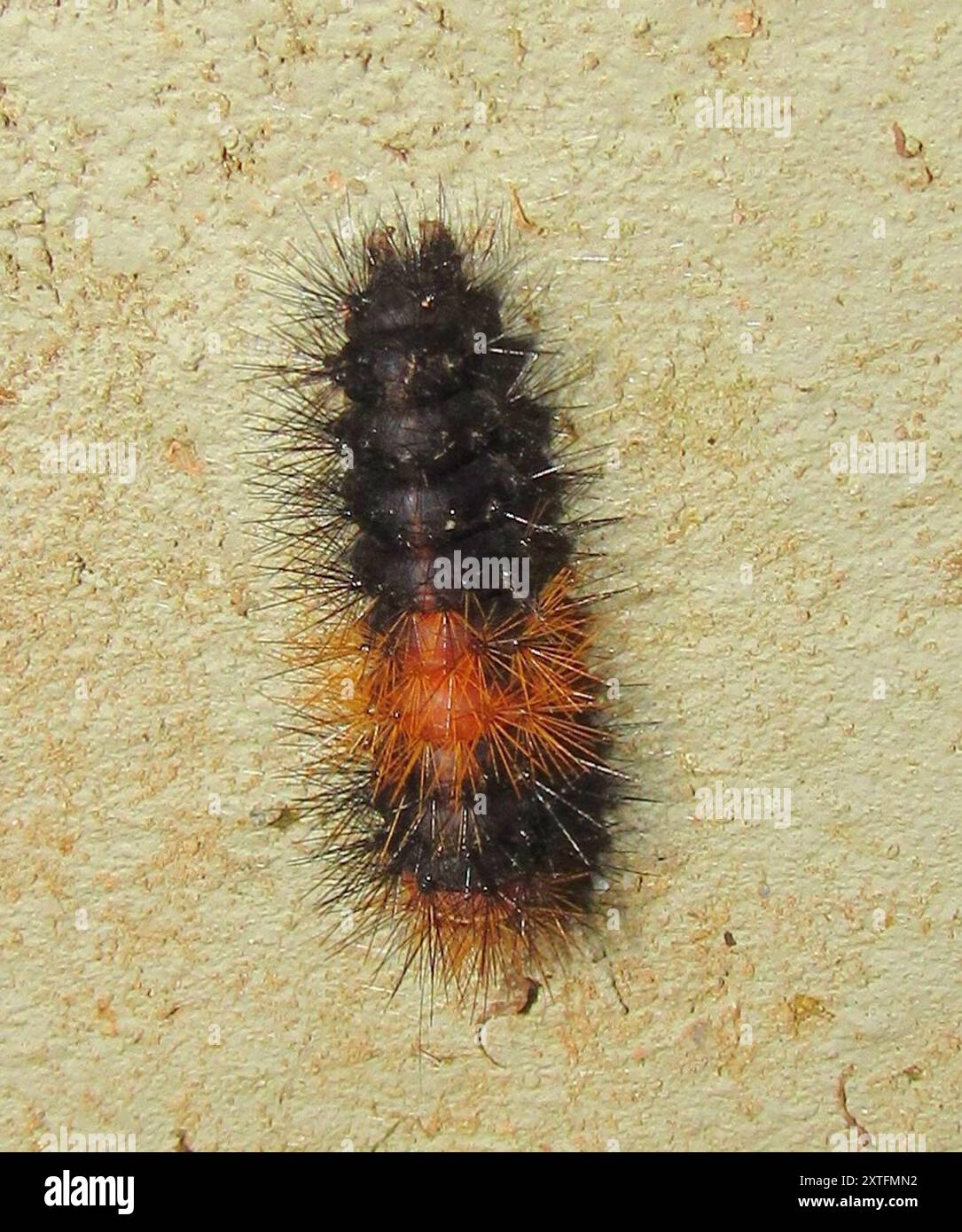 Underwing, Tiger, Tussock, and Allied Moths (Erebidae) Insecta Stock ...