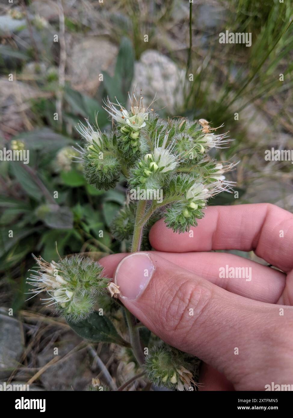 Scorpionweeds (Phacelia) Plantae Stock Photo - Alamy