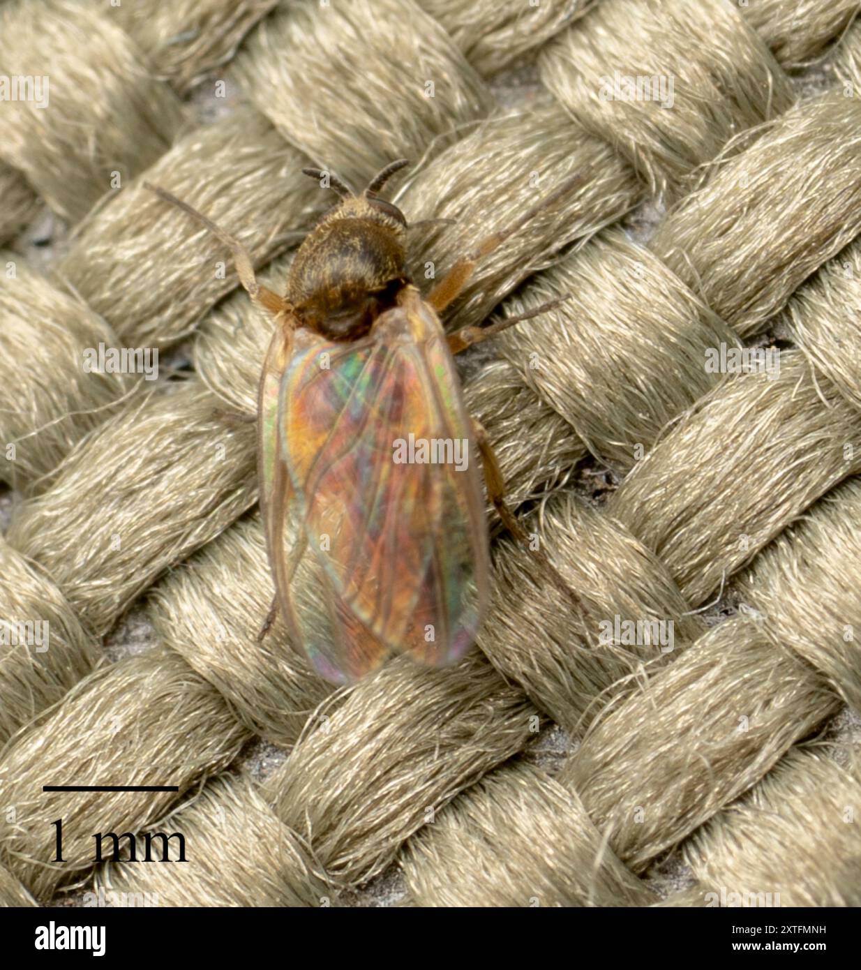 Black Flies (Simuliidae) Insecta Stock Photo - Alamy