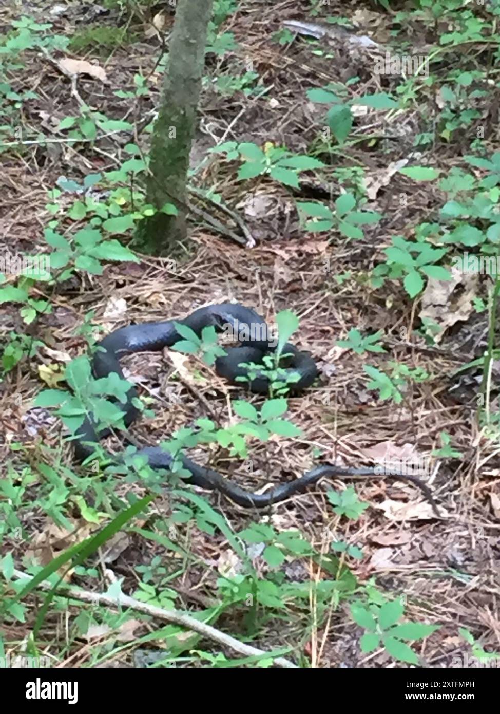 Southern Black Racer (Coluber constrictor priapus) Reptilia Stock Photo ...