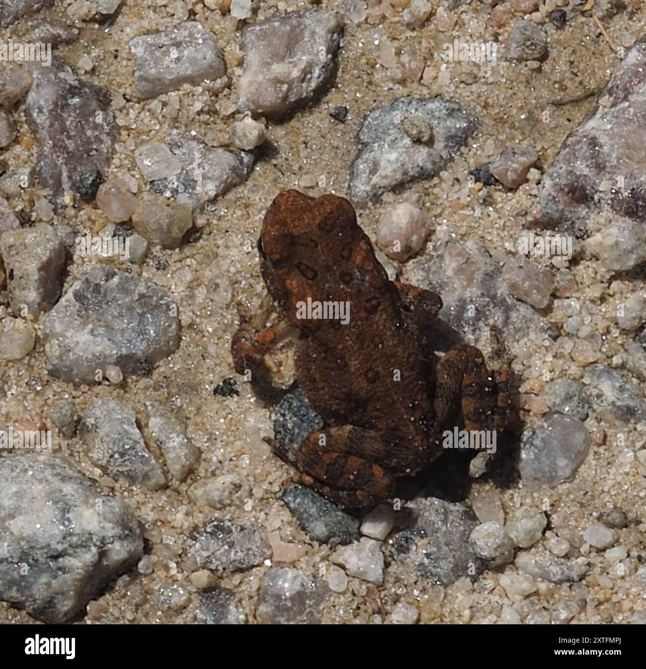 Eastern American Toad (Anaxyrus americanus americanus) Amphibia Stock ...