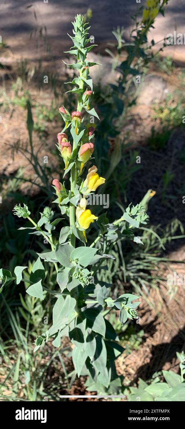 Balkan toadflax (Linaria dalmatica) Plantae Stock Photo - Alamy