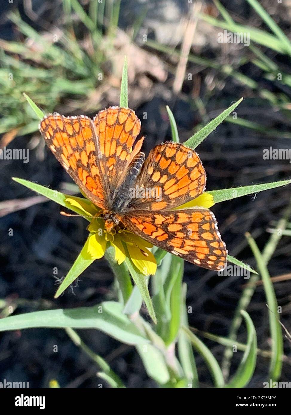 Northern Checkerspot (Chlosyne palla) Insecta Stock Photo - Alamy