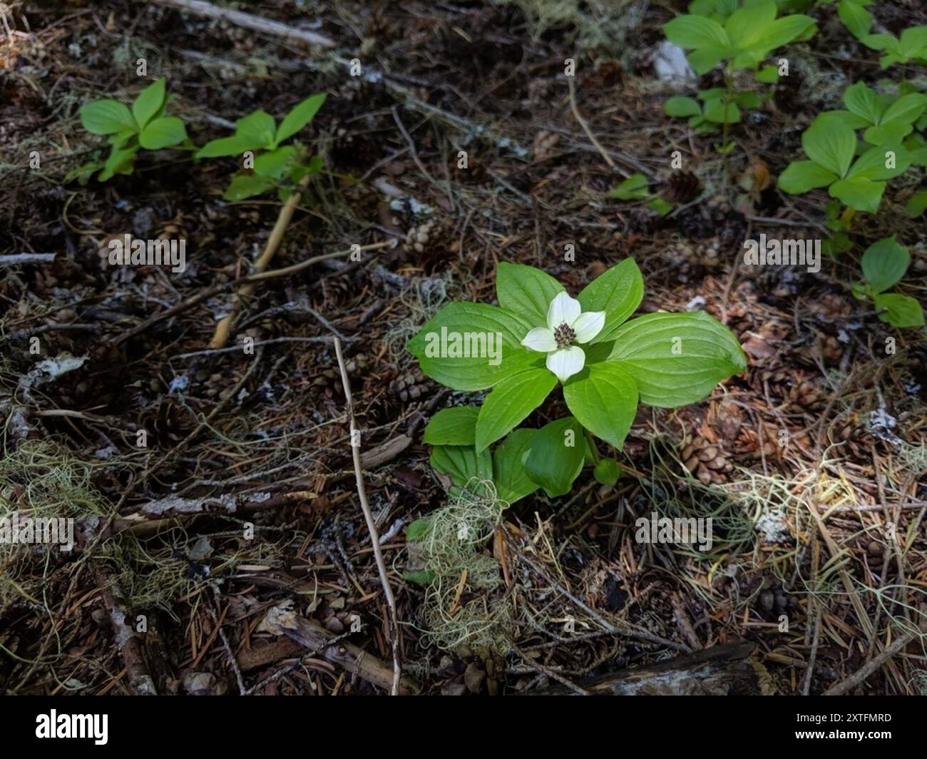 Western Bunchberry (Cornus unalaschkensis) Plantae Stock Photo - Alamy