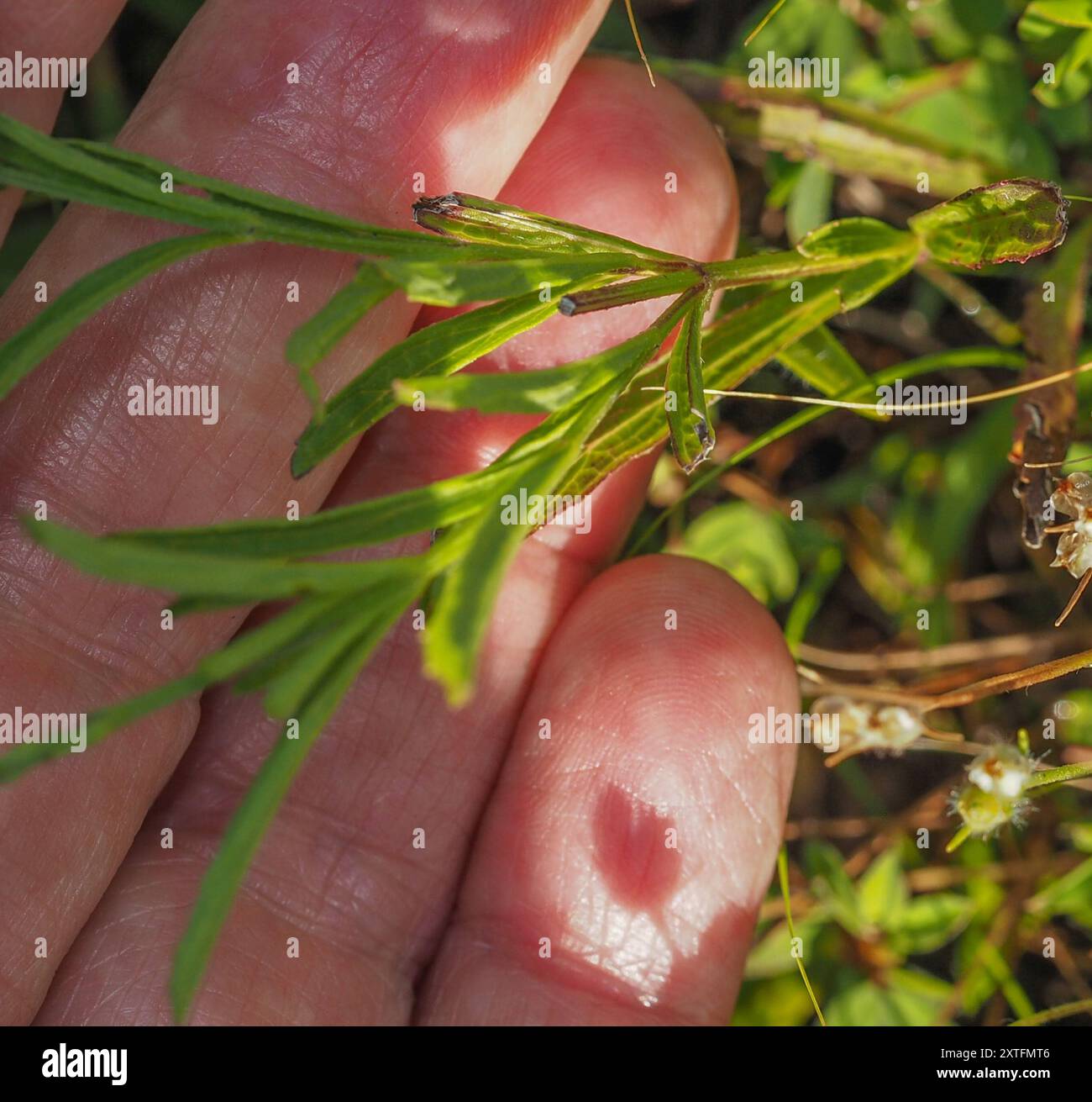 Narrowleaf Vervain (Verbena simplex) Plantae Stock Photo - Alamy