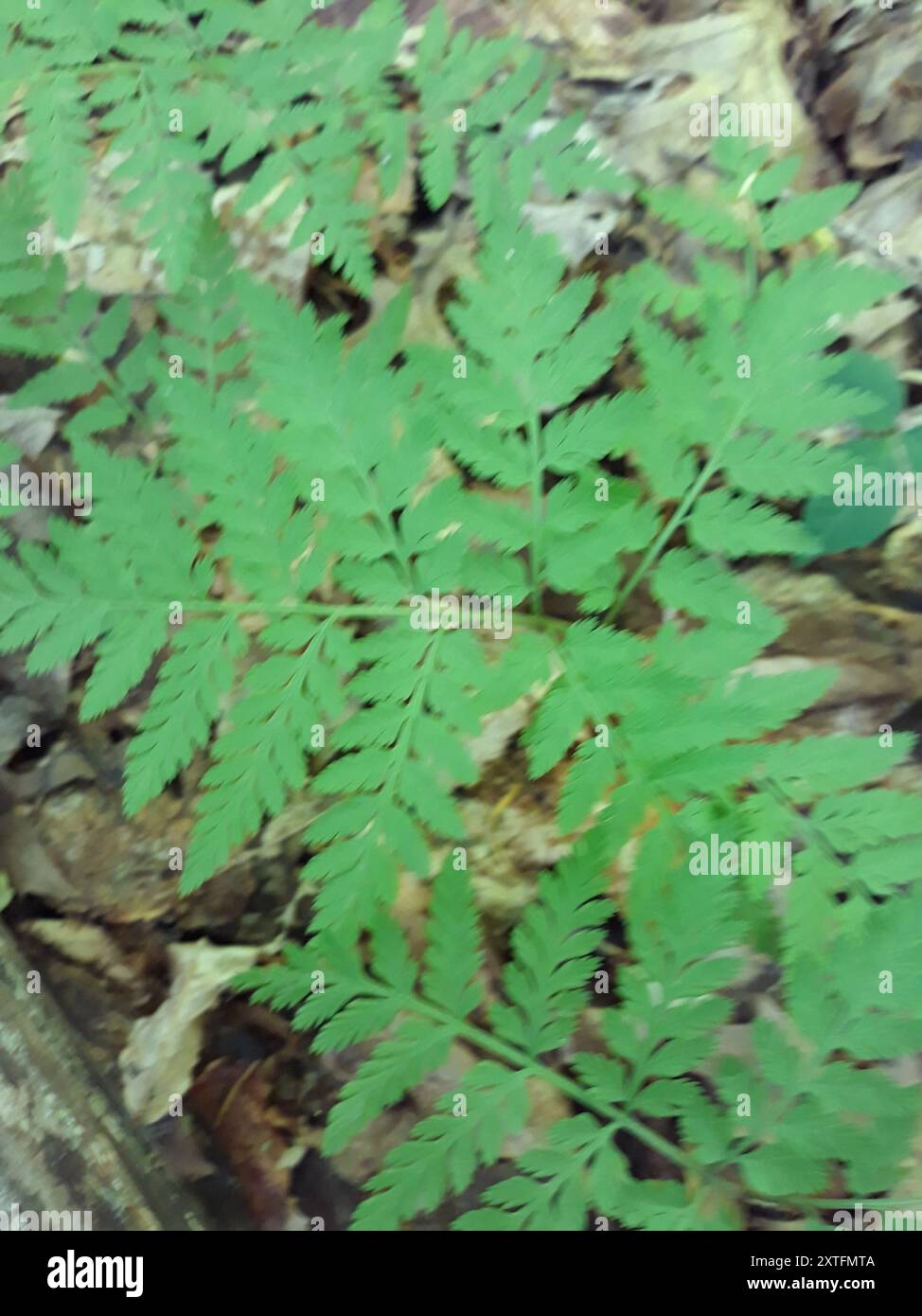 rattlesnake fern (Botrypus virginianus) Plantae Stock Photo - Alamy