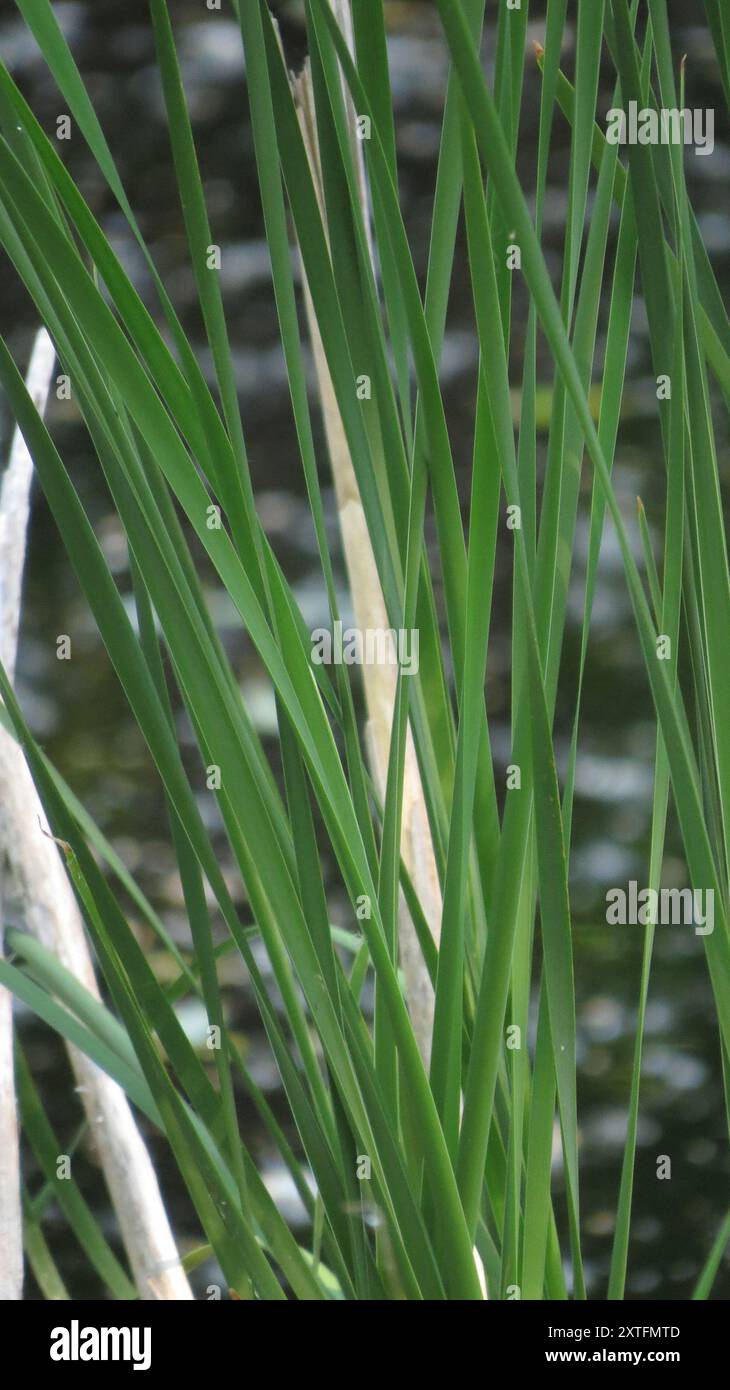 narrow-leaved cattail (Typha angustifolia) Plantae Stock Photo - Alamy